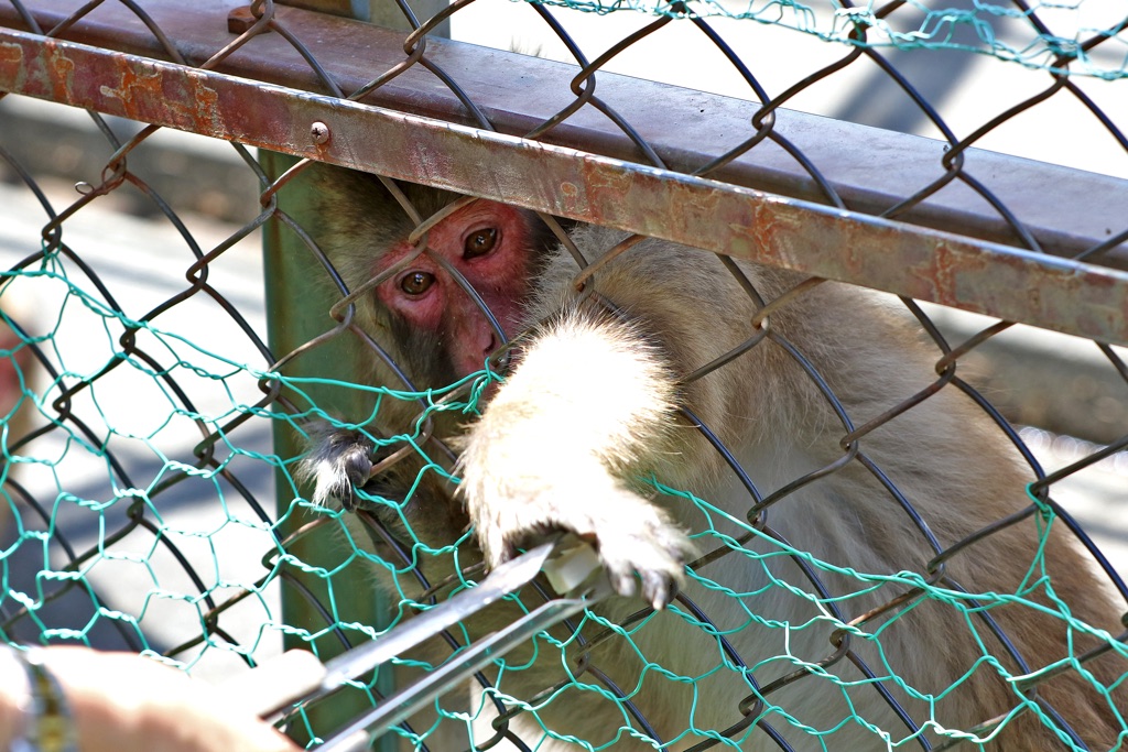 Kawaguchiko Sarumawashi Theatre-Enjoy a powerful monkey show up close ...